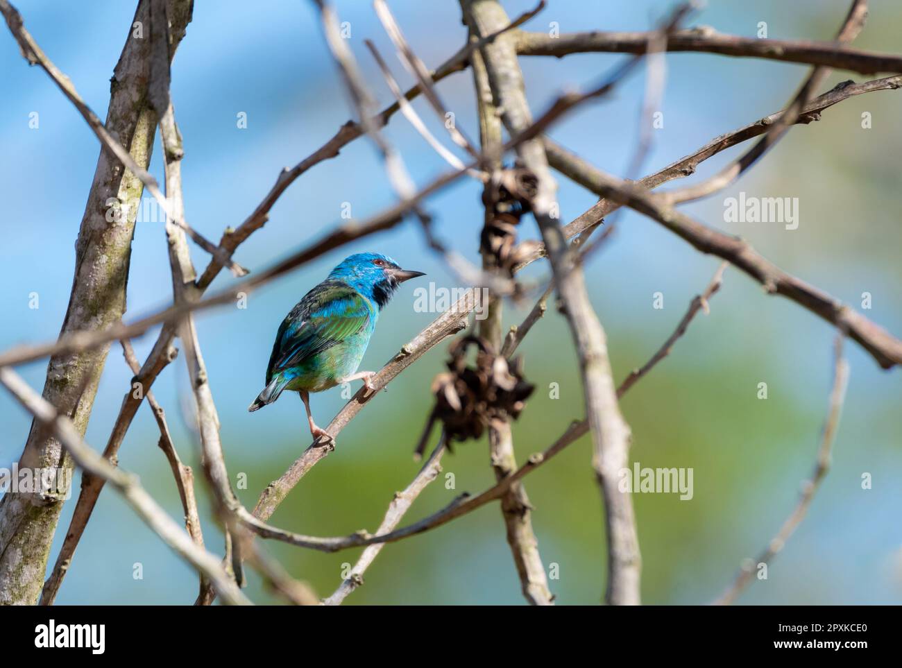 Colorful bird hopping in dry branches in a tropical Caribbean ...