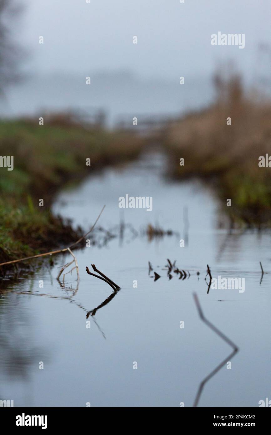 A vertical of puddle of water with woods sticking out of it Stock Photo ...