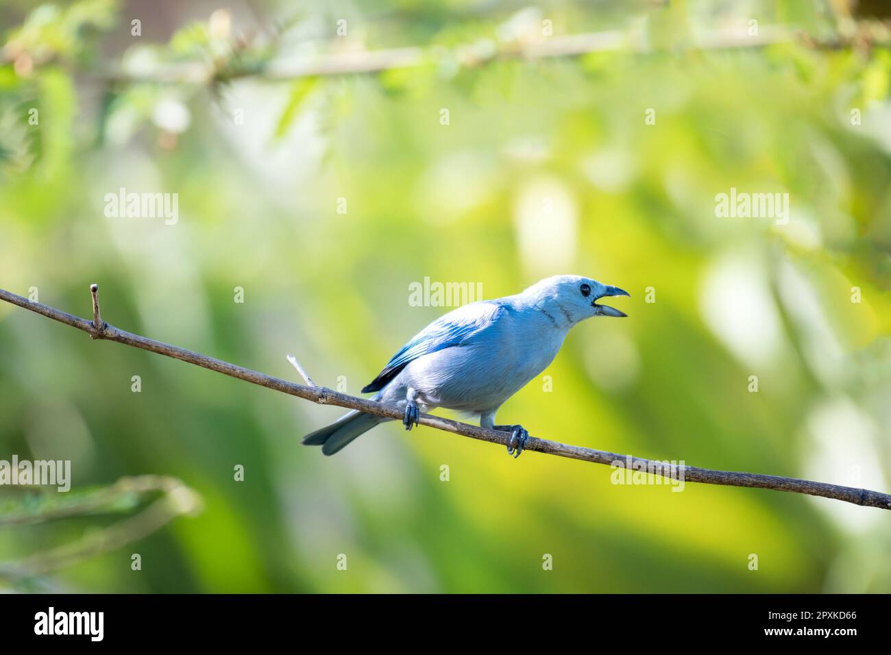 Blue-gray Tanager chirping at another bird defending its perch Stock ...