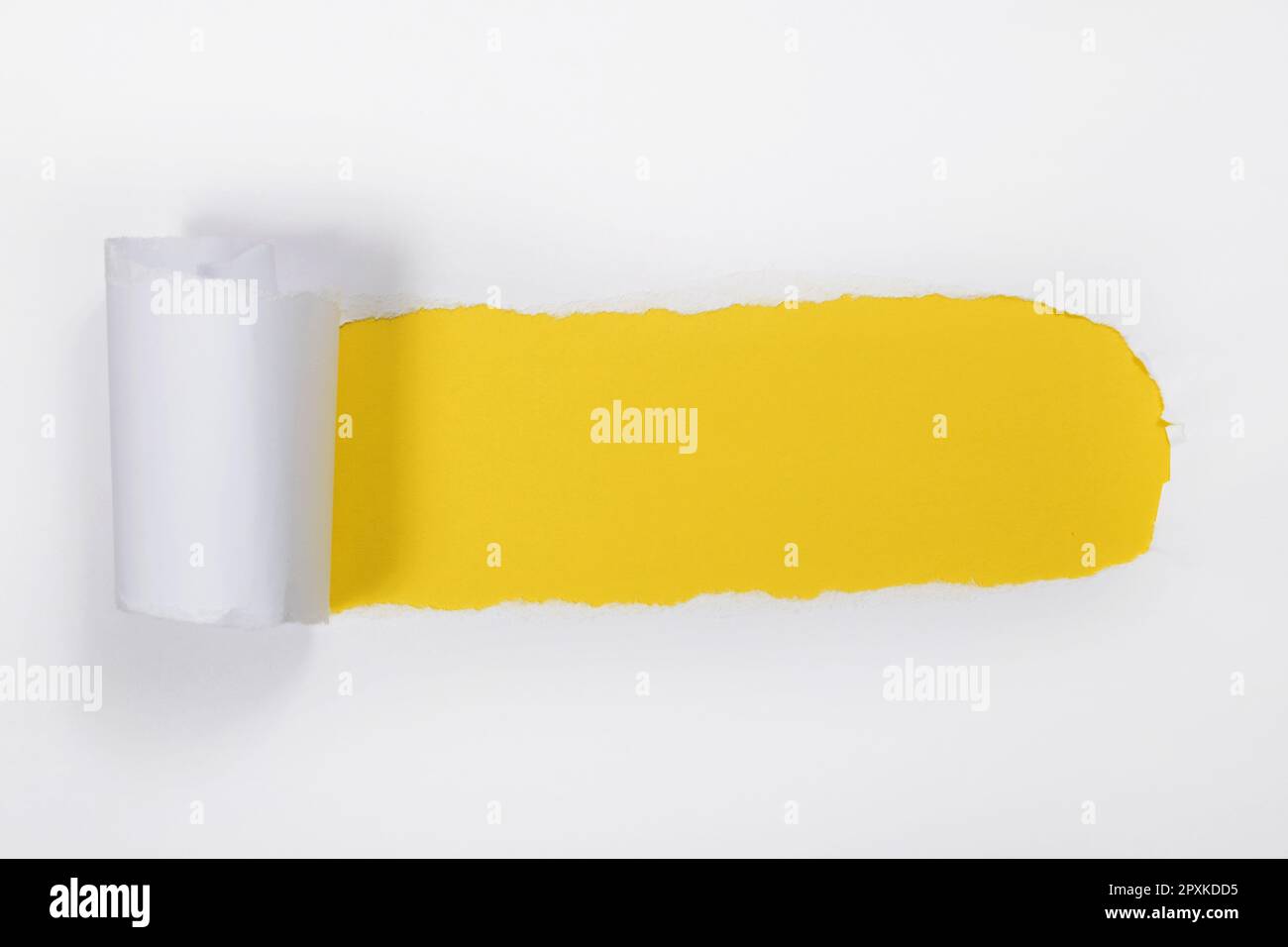 Ripped white paper with curled edges. Yellow color under the white ...