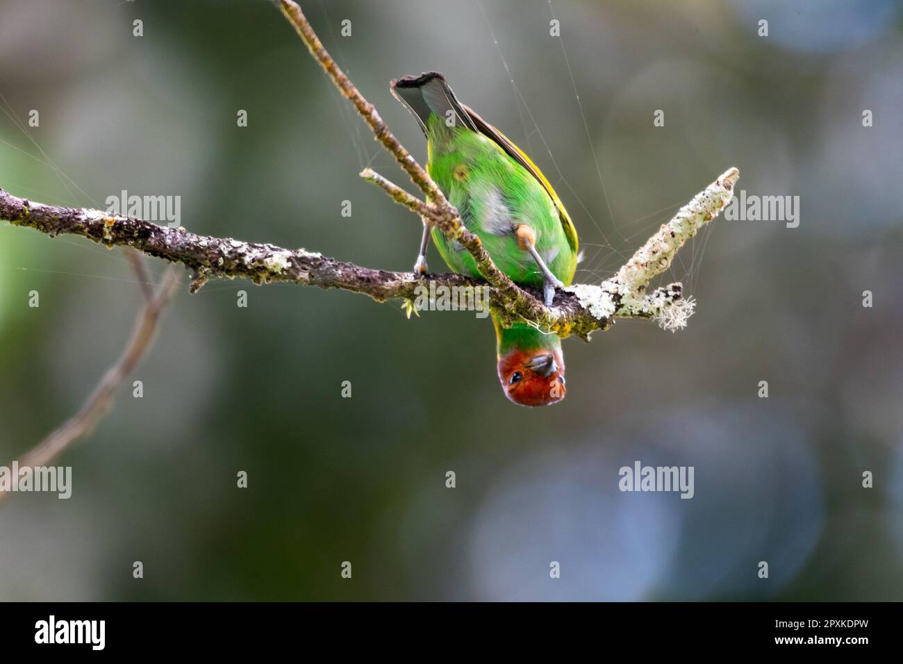 Colorful Bay-headed Tanager bird looking under a branch for bugs to eat ...