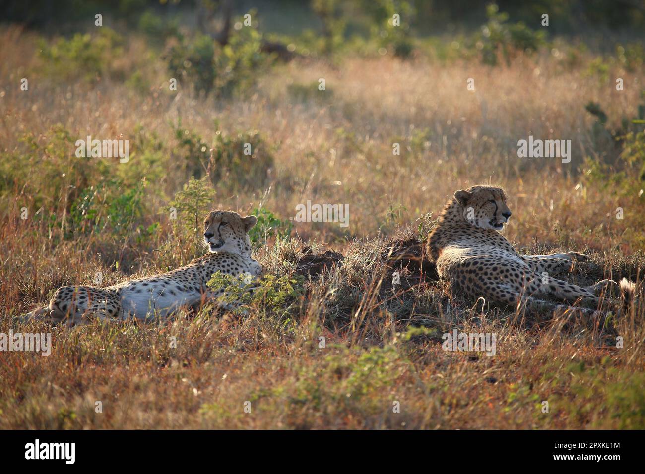 Gepard / Cheetah / Acinonyx jubatus Stock Photo - Alamy