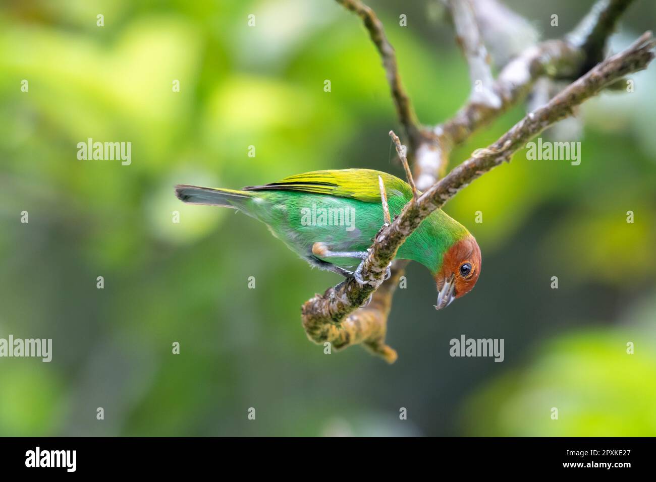 Colorful bird searching for bugs in a tree in the rainforest of ...