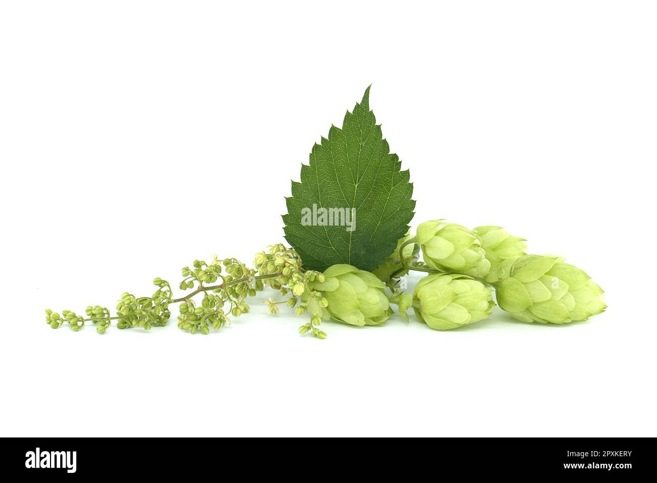 Hop cones and hop flowers on fresh green branch with leaf isolated on a ...