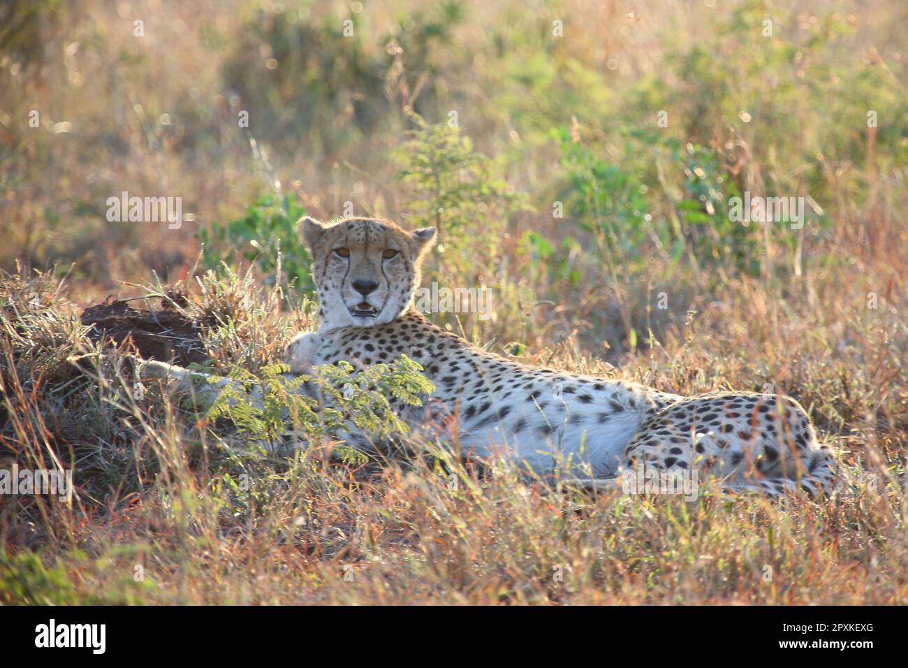 Gepard / Cheetah / Acinonyx jubatus Stock Photo - Alamy