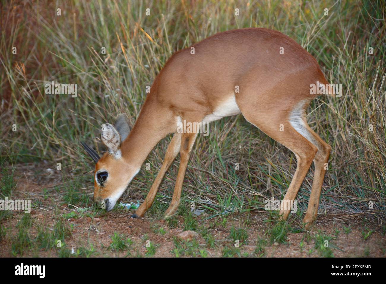 Afrikanische steenboks hi-res stock photography and images - Alamy