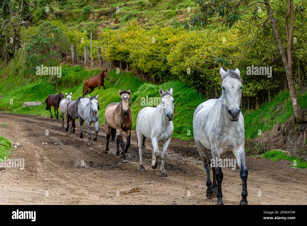 Quality road horse hi-res stock photography and images - Alamy