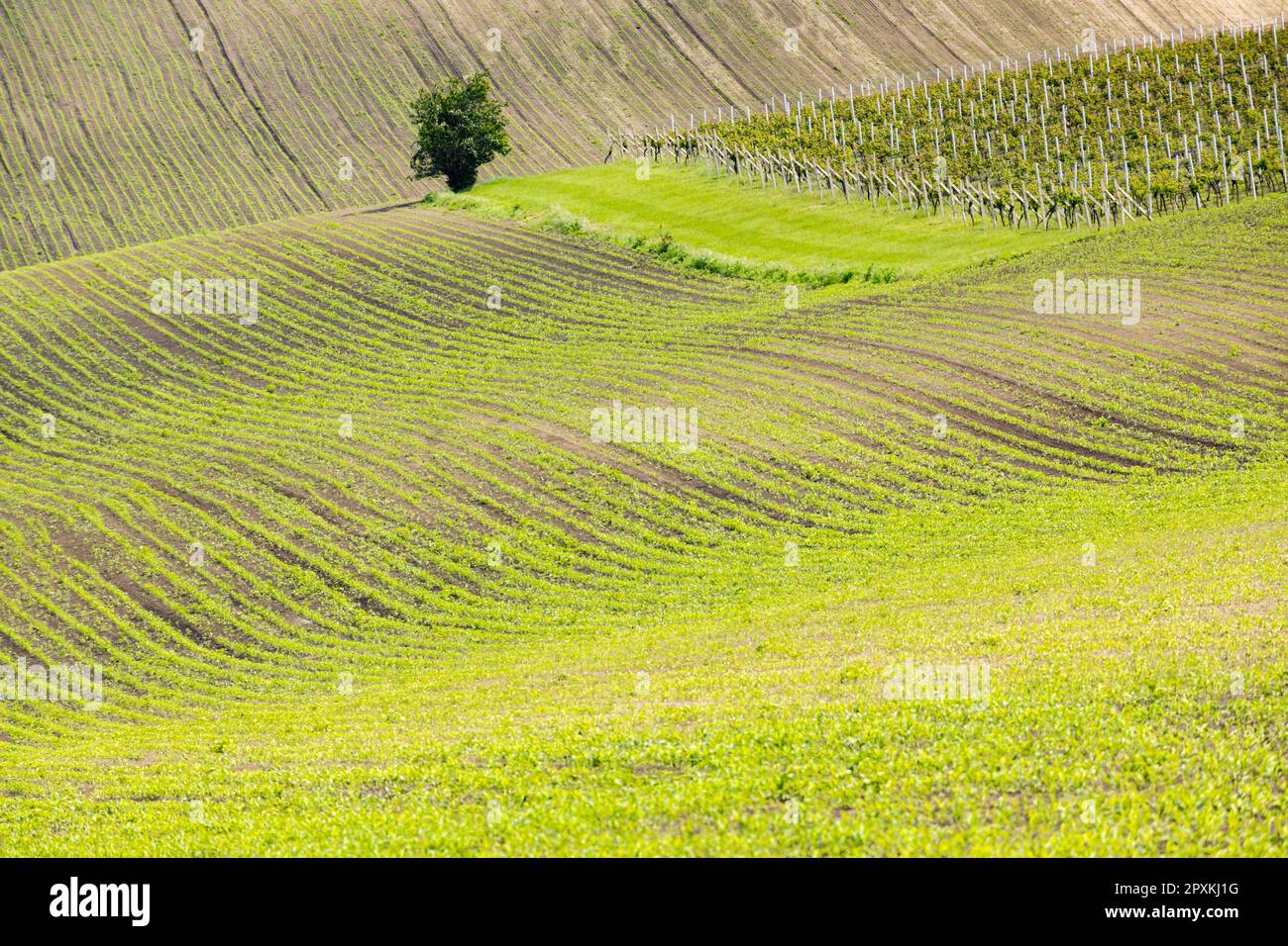 Southern moravia fields hi-res stock photography and images - Alamy