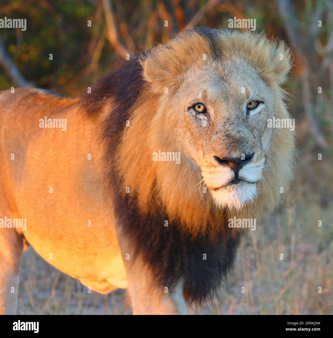 Afrikanischer Löwe / African lion / Panthera leo Stock Photo - Alamy