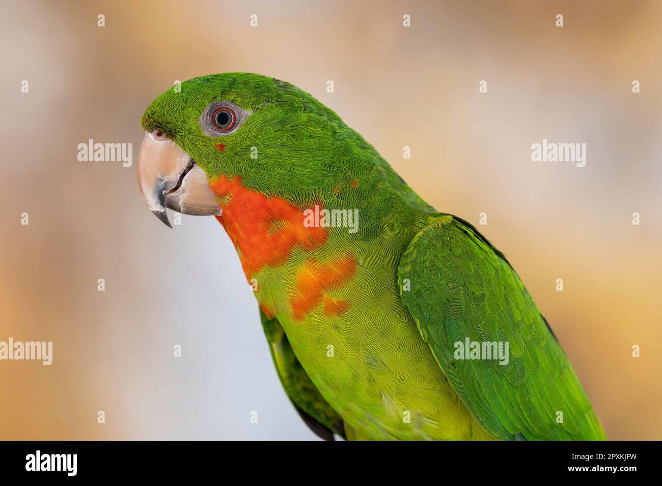 Red throated parakeet hi-res stock photography and images - Alamy