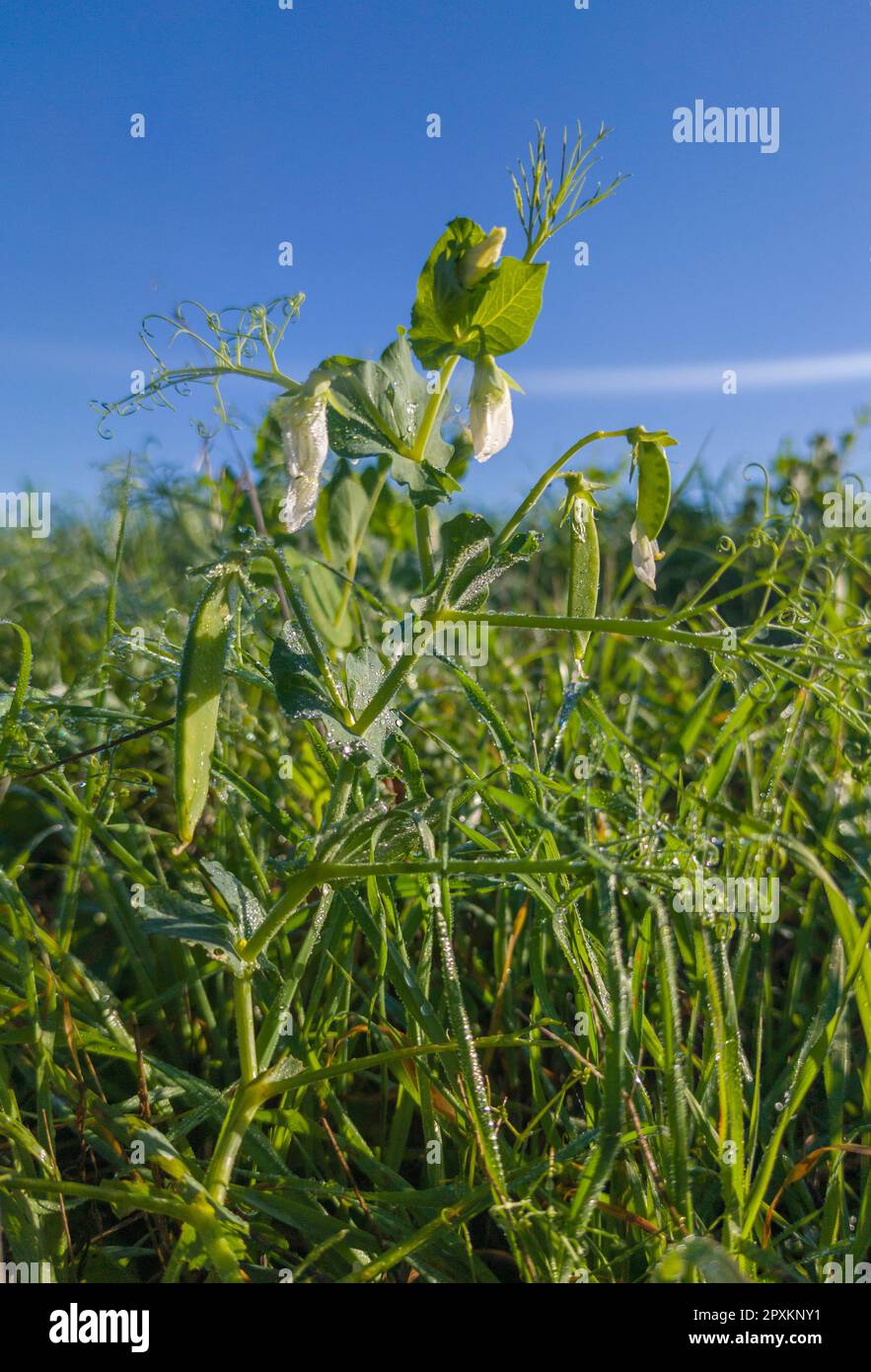 Peas plantation morning dew backlit. Peas growing in winter Stock Photo ...