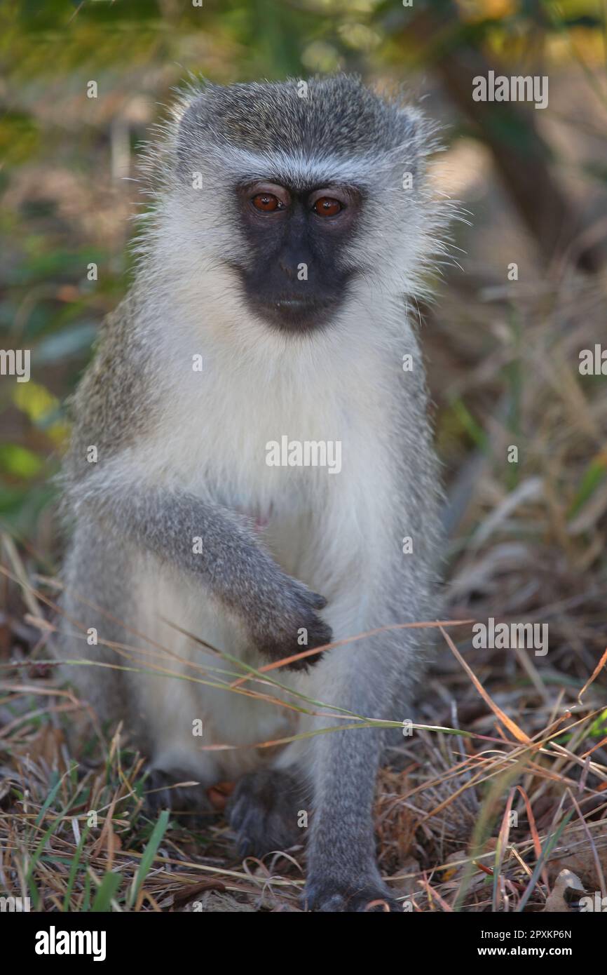 Grüne Meerkatze / Vervet monkey / Cercopithecus aethiops Stock Photo ...