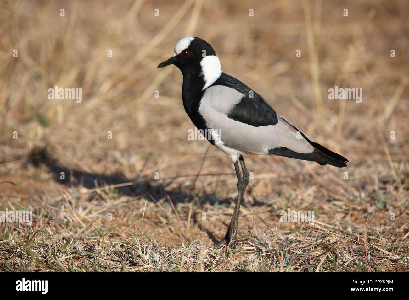 Waffenkiebitz / Blacksmith lapwing or Blacksmith plover / Vanellus ...