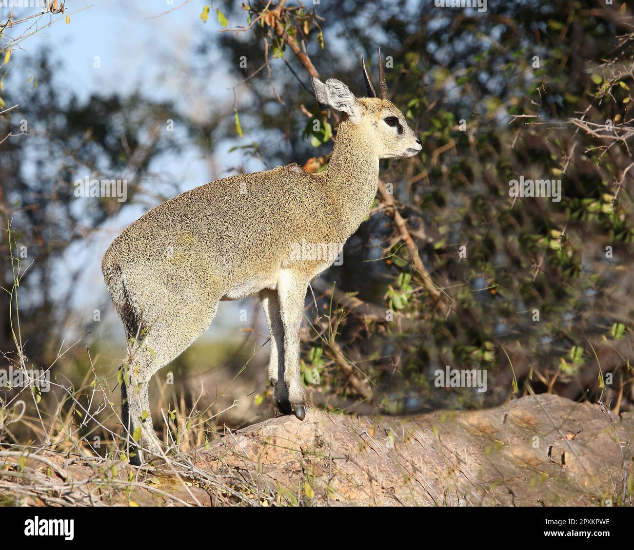 Antilope klipspringer hi-res stock photography and images - Alamy