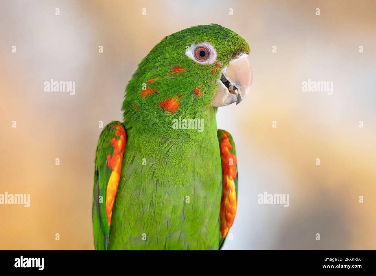 White eyed conure aratinga leucophthalmus hi-res stock photography and ...