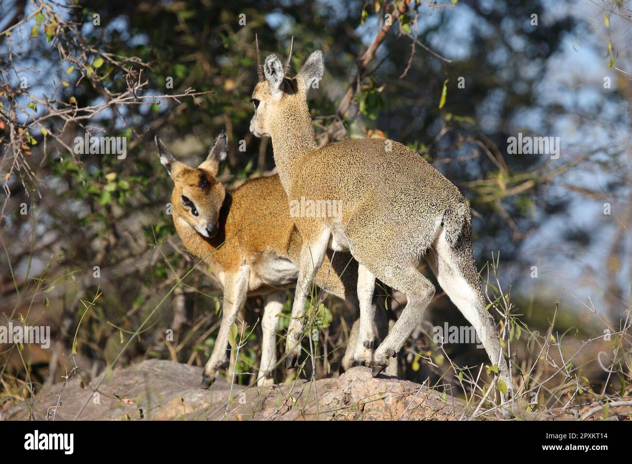 Klippspringer / Klipspringer / Oreotragus oreotragus Stock Photo - Alamy