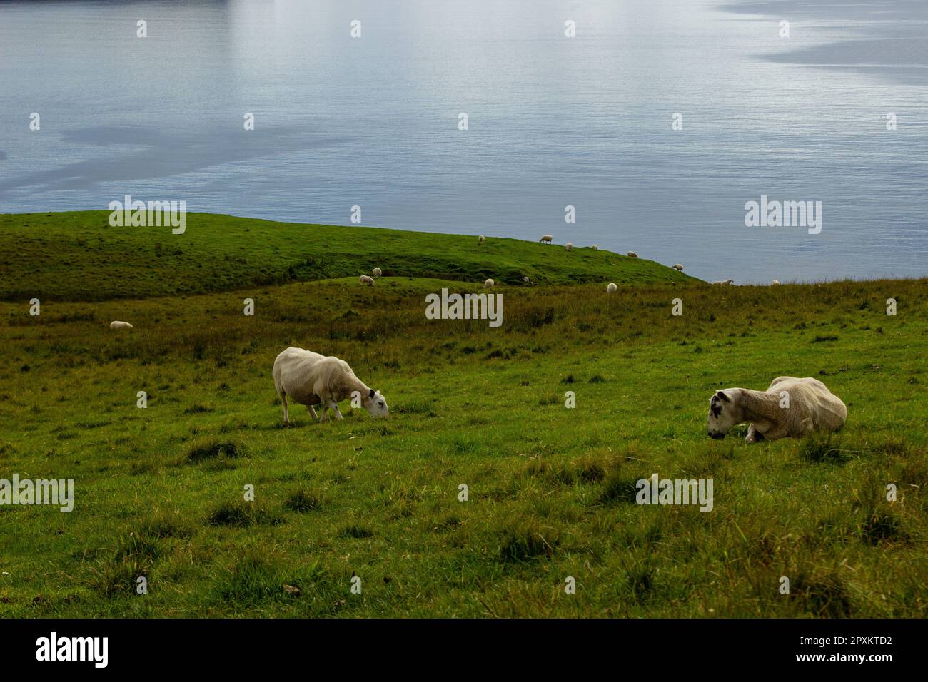 Ocean coast panoramic at Neist point lighthouse with sheep, Scotland ...