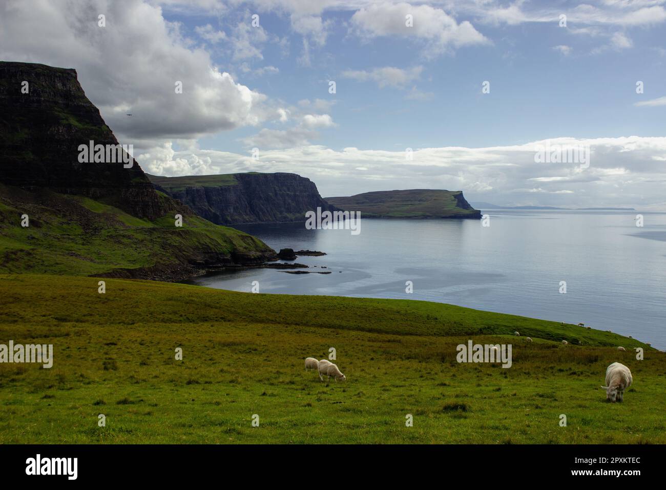 Ocean coast panoramic at Neist point lighthouse with sheep, Scotland ...