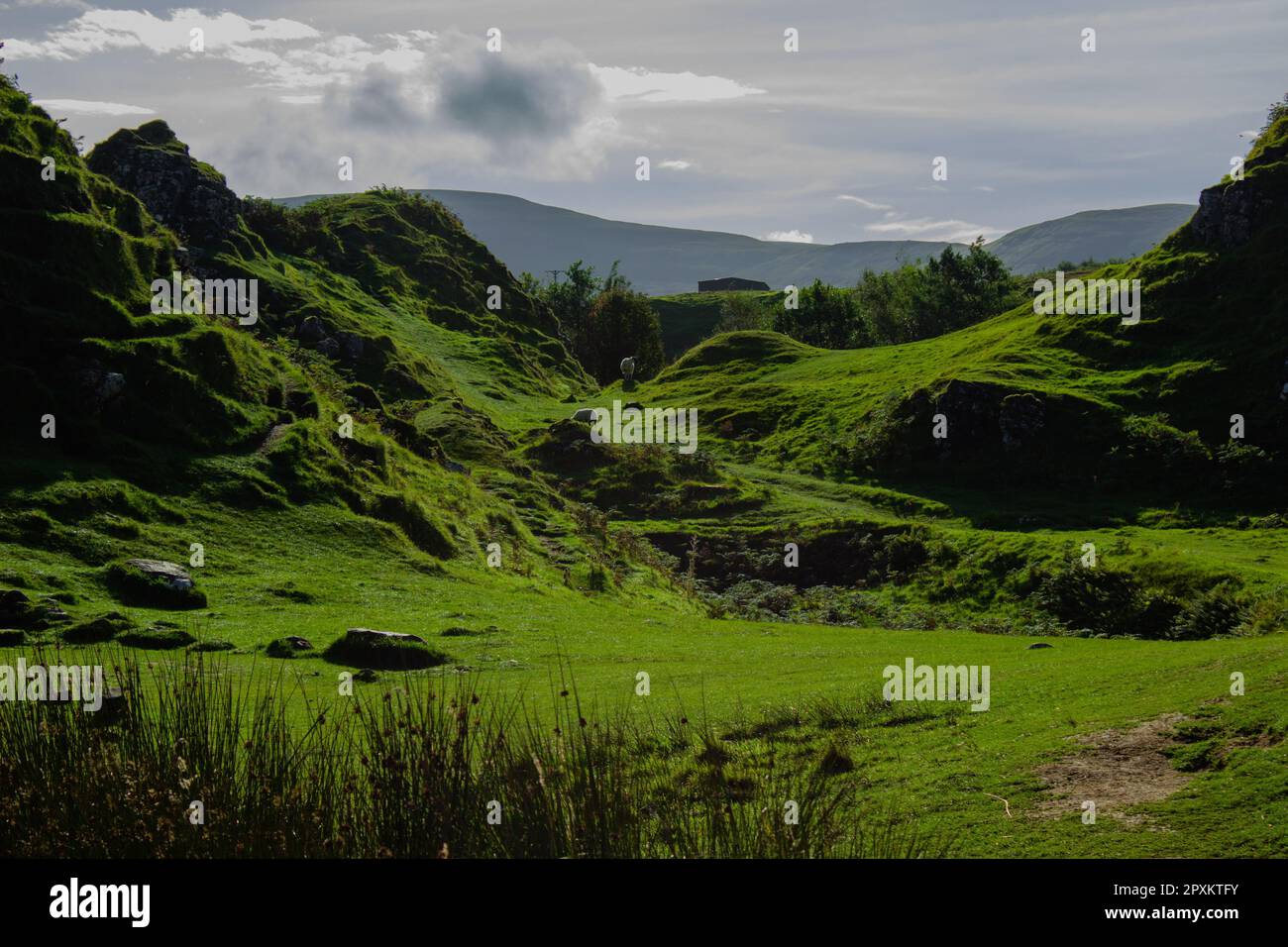 Cone-shaped hills of the Fairy Glen with sheep, Scotland, UK Stock ...