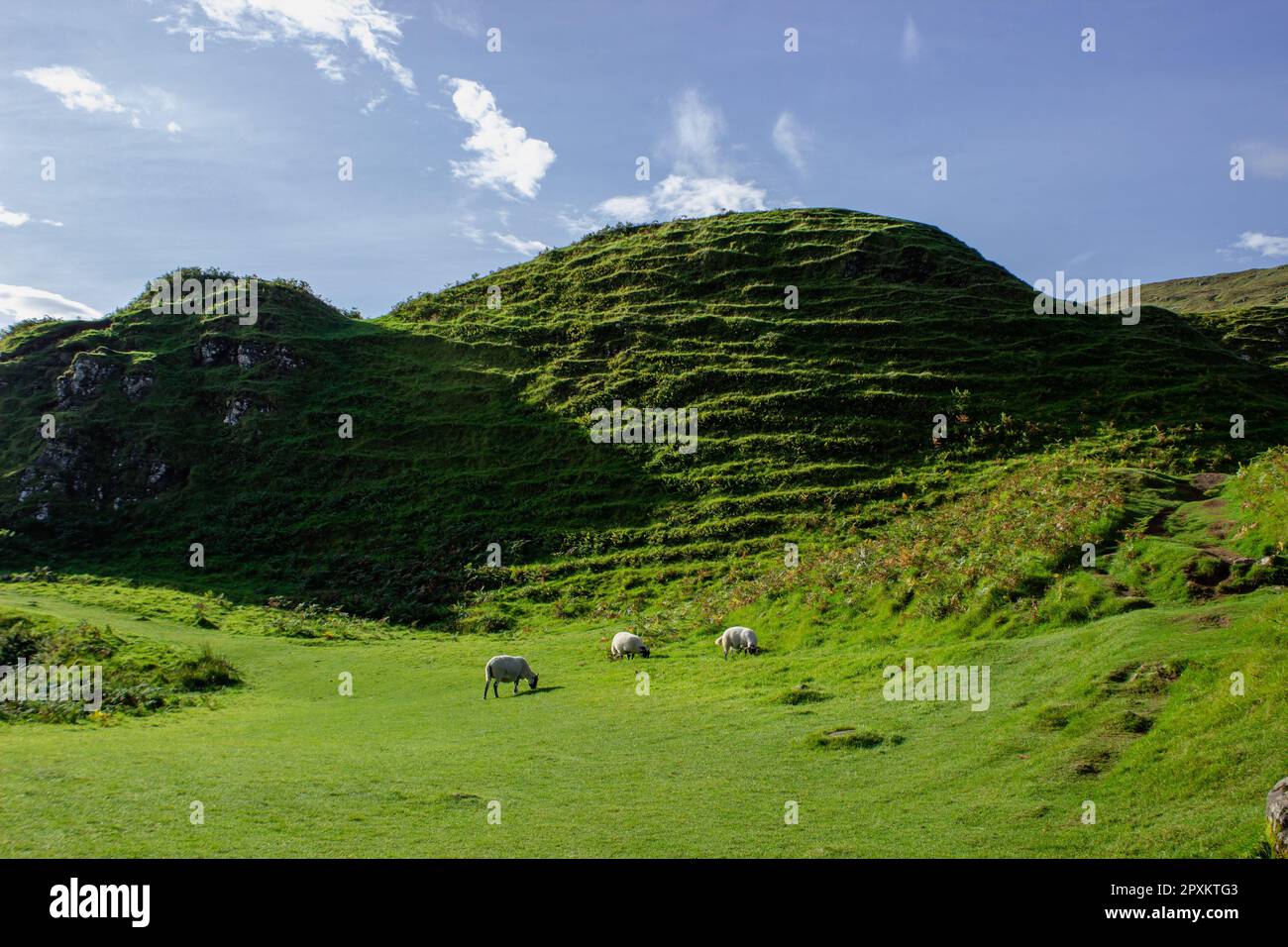 Cone-shaped hills of the Fairy Glen with sheep, Scotland, UK Stock ...