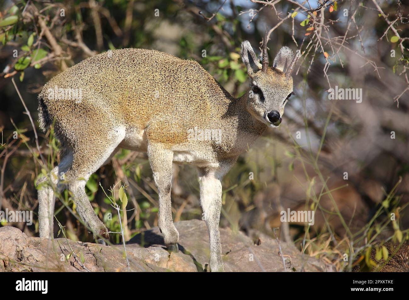 Antilope klipspringer hi-res stock photography and images - Alamy
