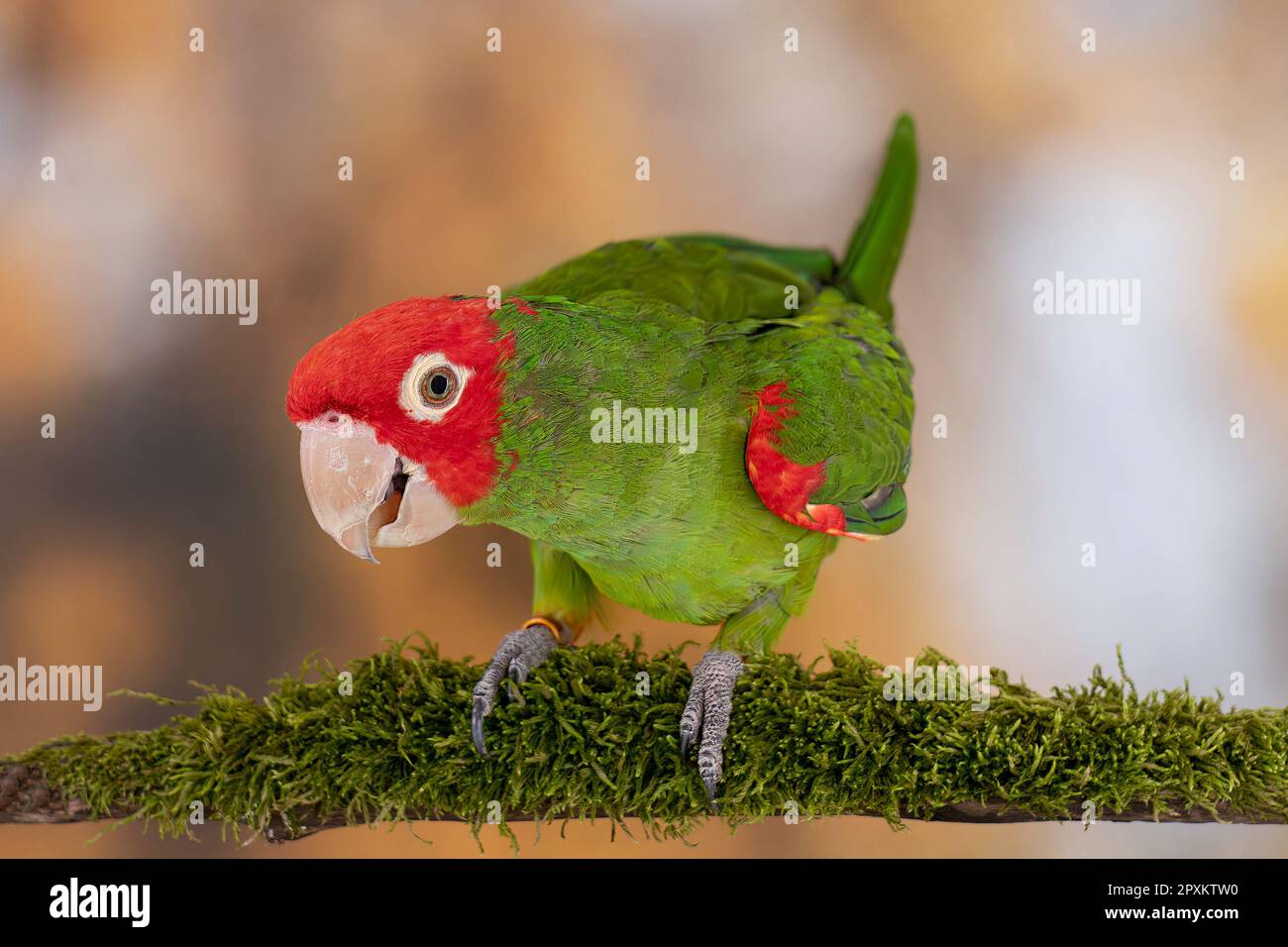 Red masked conure hi-res stock photography and images - Alamy
