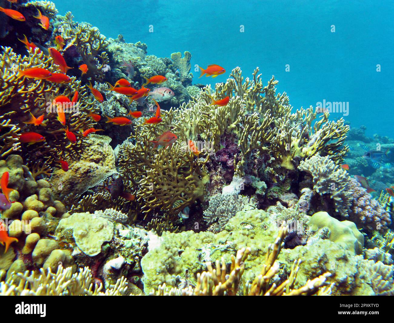 Colorful, picturesque coral reef at the bottom of tropical sea, hard ...