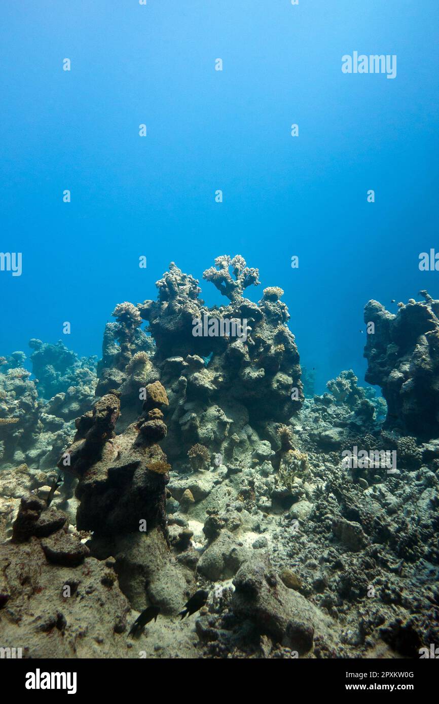Colorful coral reef with hard corals at bottom of tropical sea ...