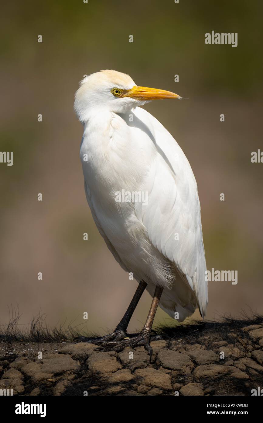 Cattle egret on Cape buffalo turning head Stock Photo - Alamy