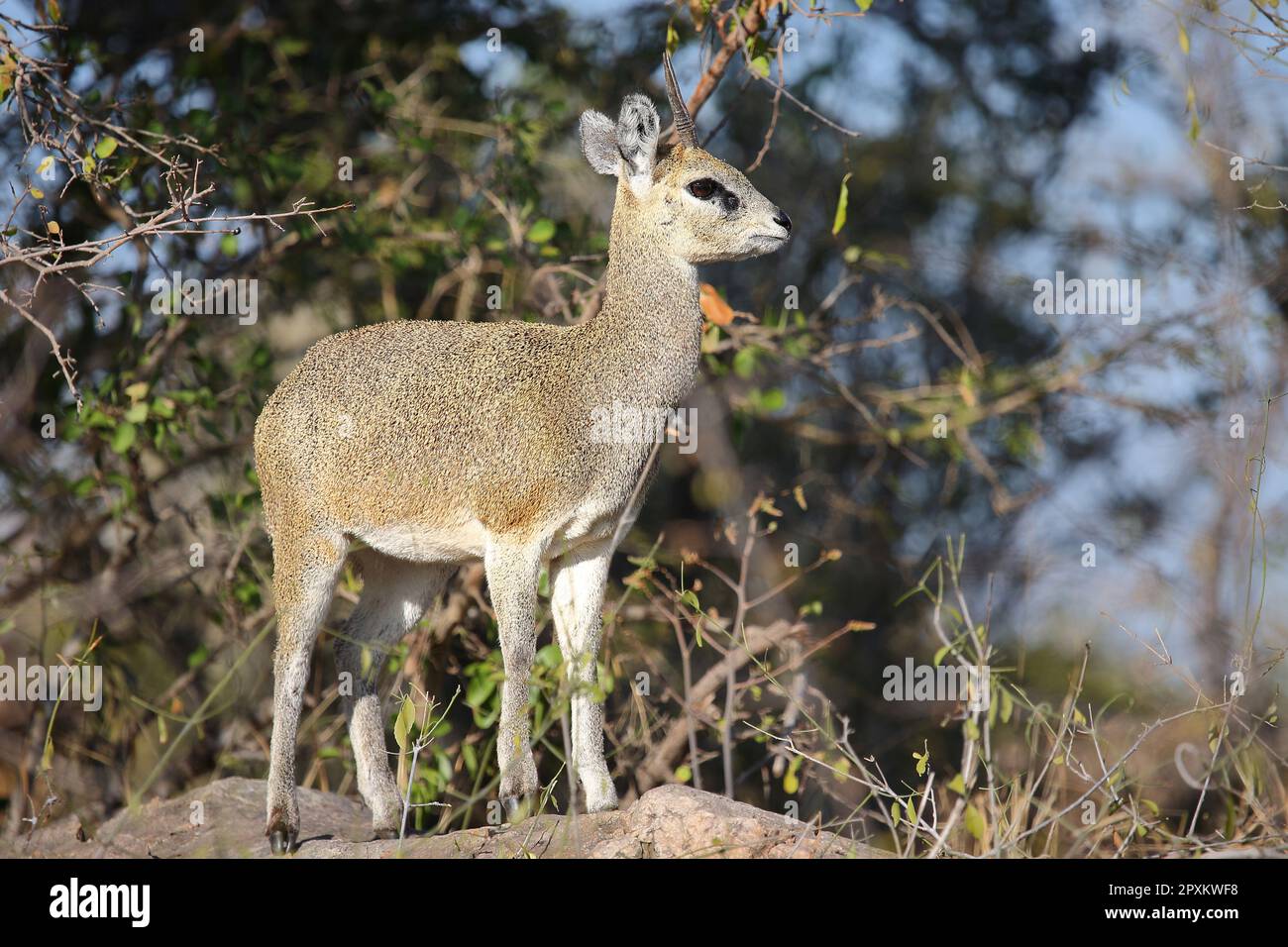Klippspringer / Klipspringer / Oreotragus oreotragus Stock Photo - Alamy