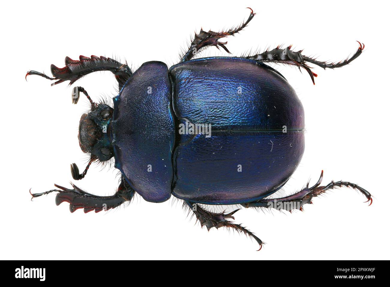 Private collection of beautiful insects Stock Photo - Alamy