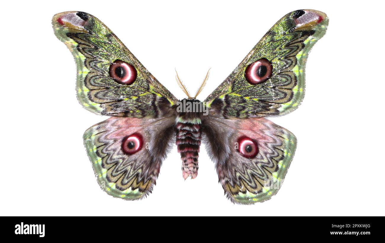 Private collection of beautiful insects Stock Photo - Alamy