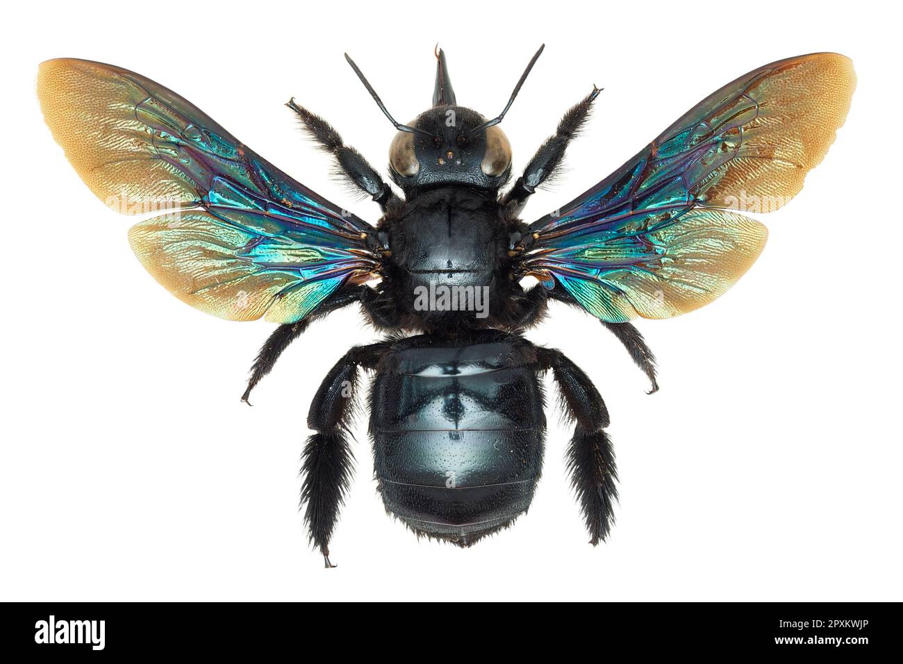 Private collection of beautiful insects Stock Photo - Alamy