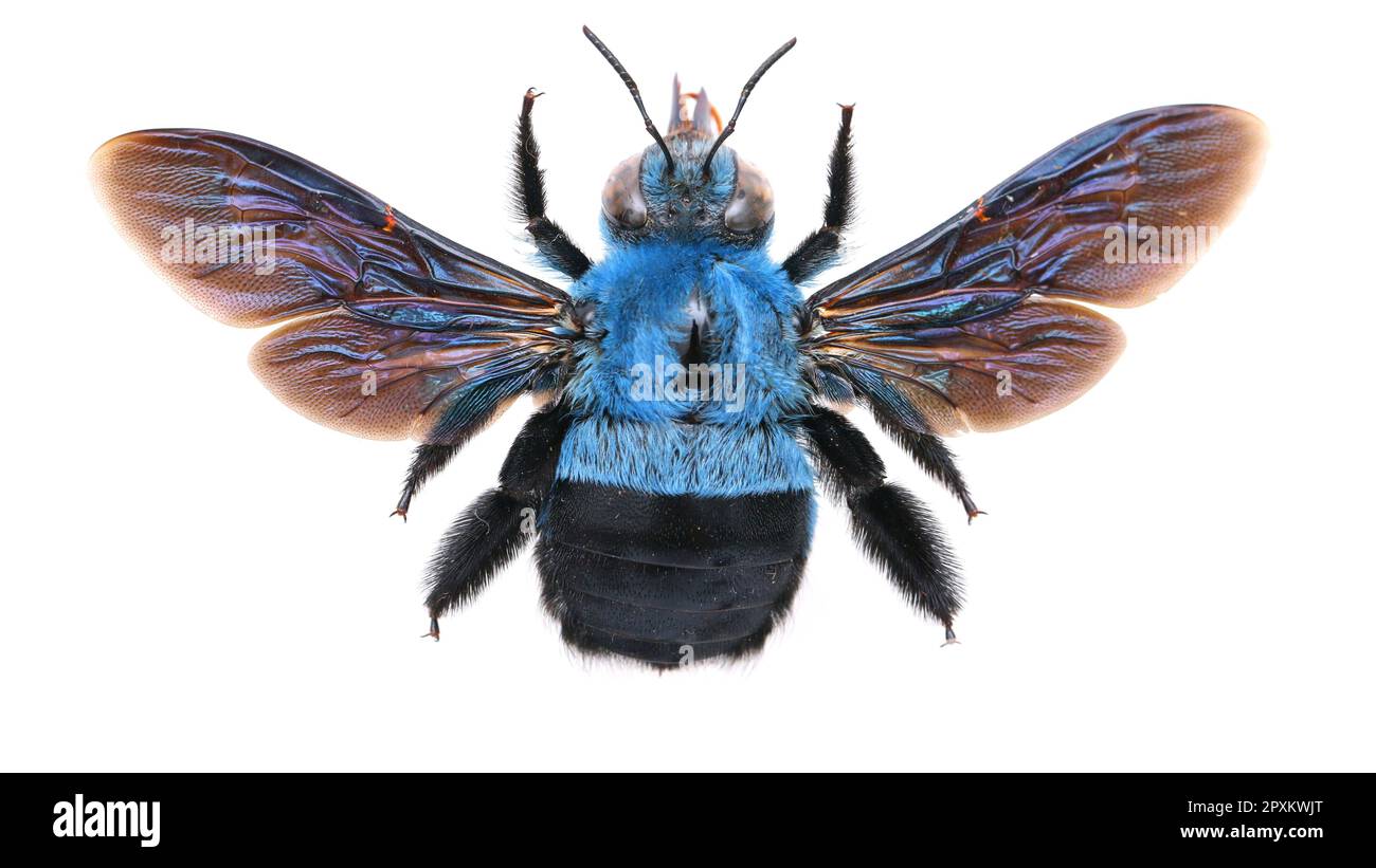 Private collection of beautiful insects Stock Photo - Alamy