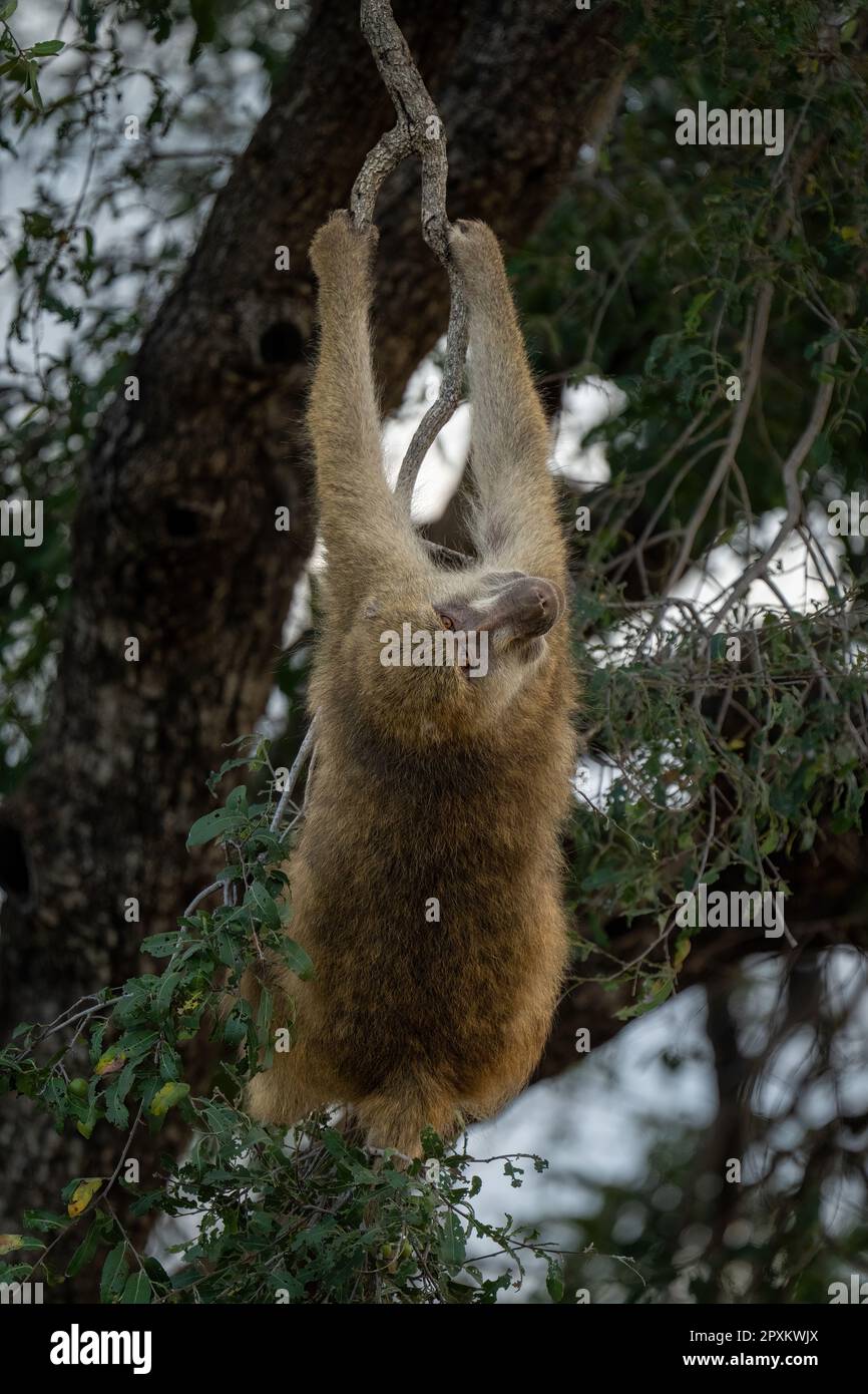 Chacma baboon hangs from tree on riverbank Stock Photo - Alamy