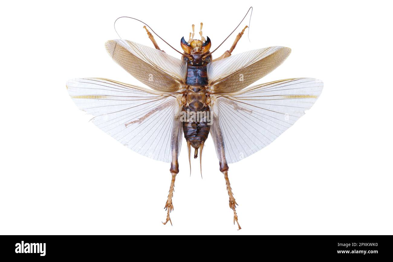Private collection of beautiful insects Stock Photo - Alamy