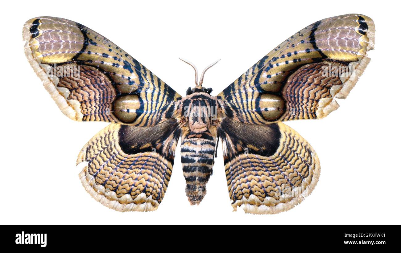 Museum insects Cut Out Stock Images & Pictures - Alamy