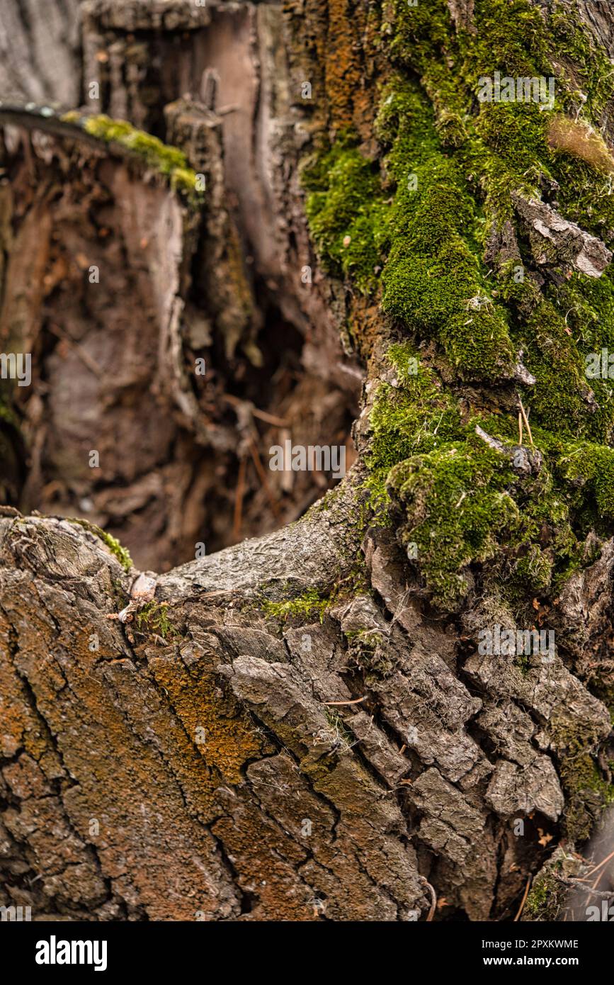 An old rotten stump covered with moss, in the forest, An old tree Stock ...