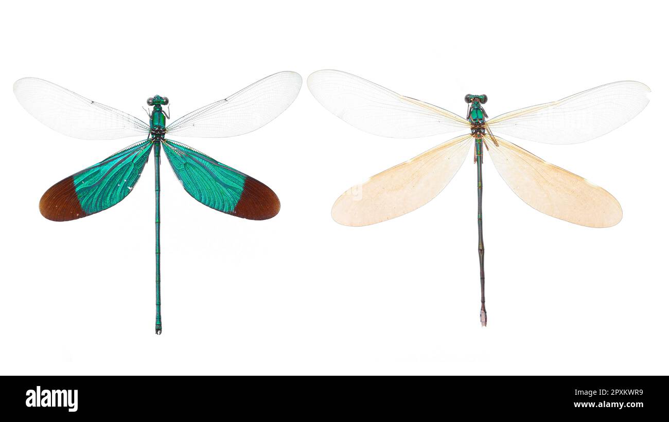 Evolution of insects Cut Out Stock Images & Pictures - Alamy