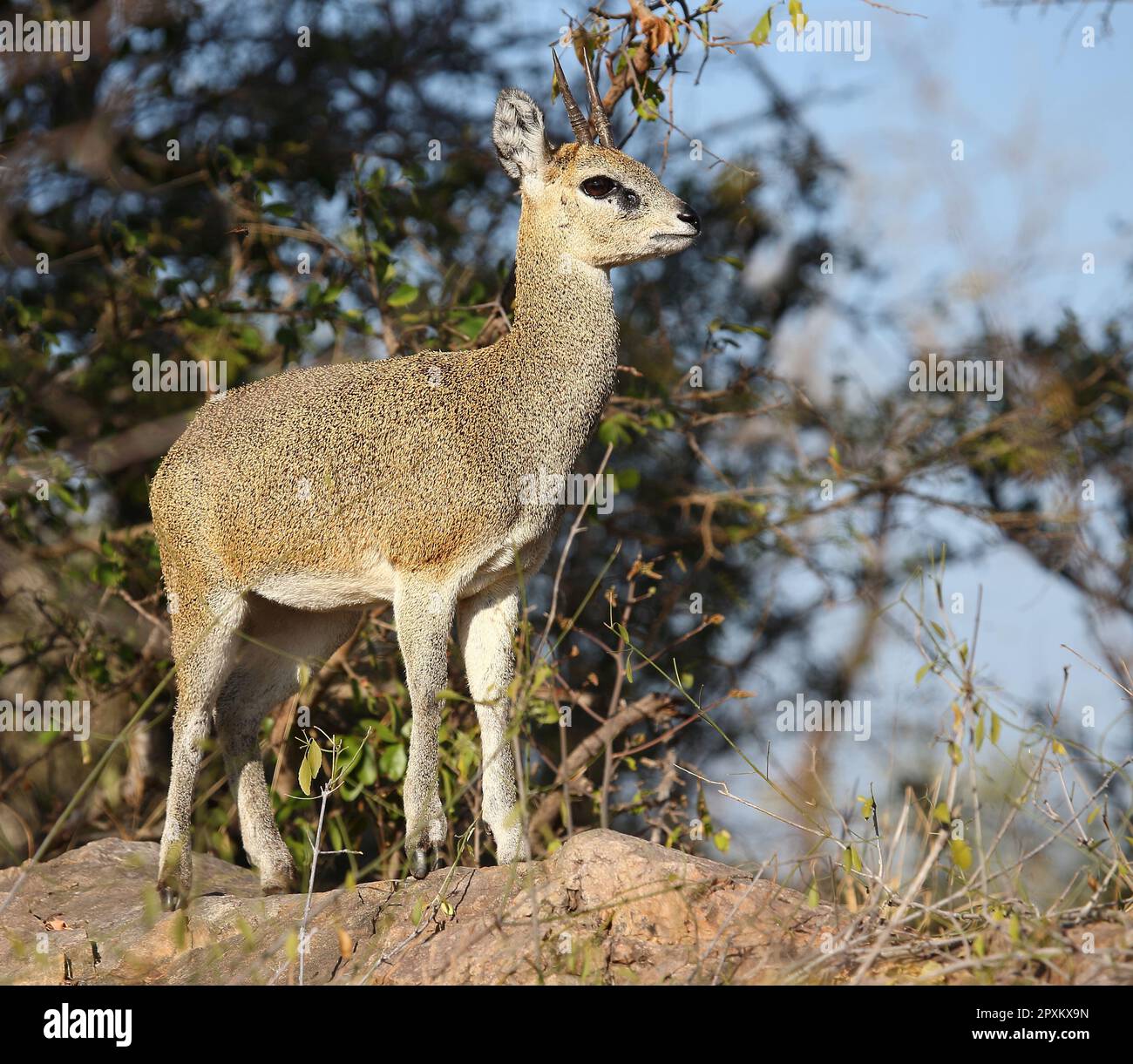 Antilope klipspringer hi-res stock photography and images - Alamy
