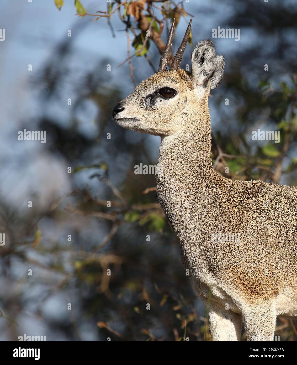 Klippspringer oreotragus oreotragus hi-res stock photography and images ...