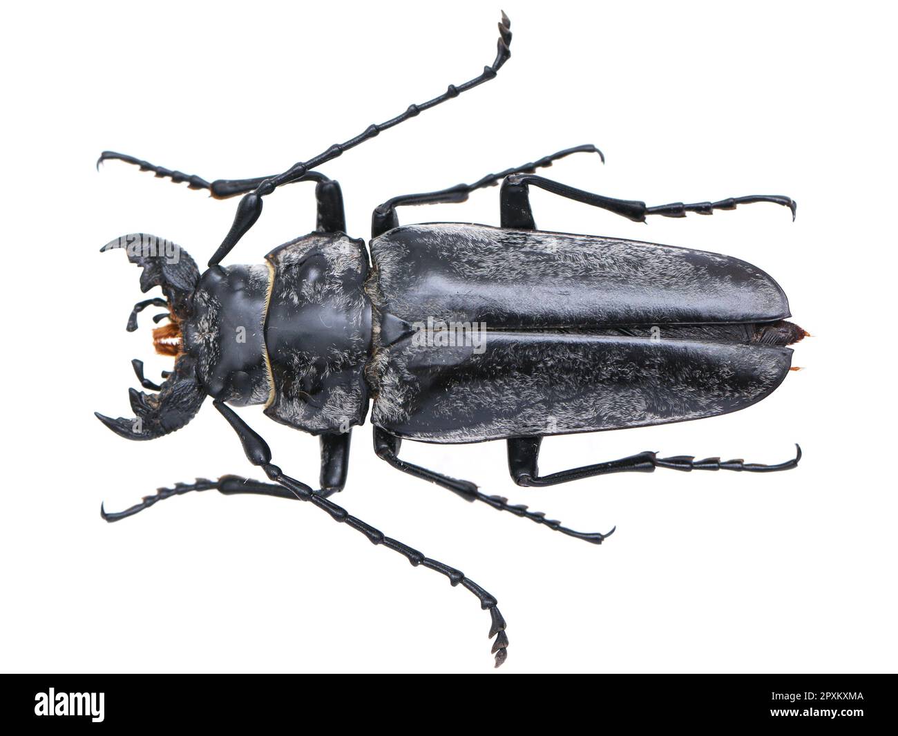 Private collection of beautiful insects Stock Photo - Alamy