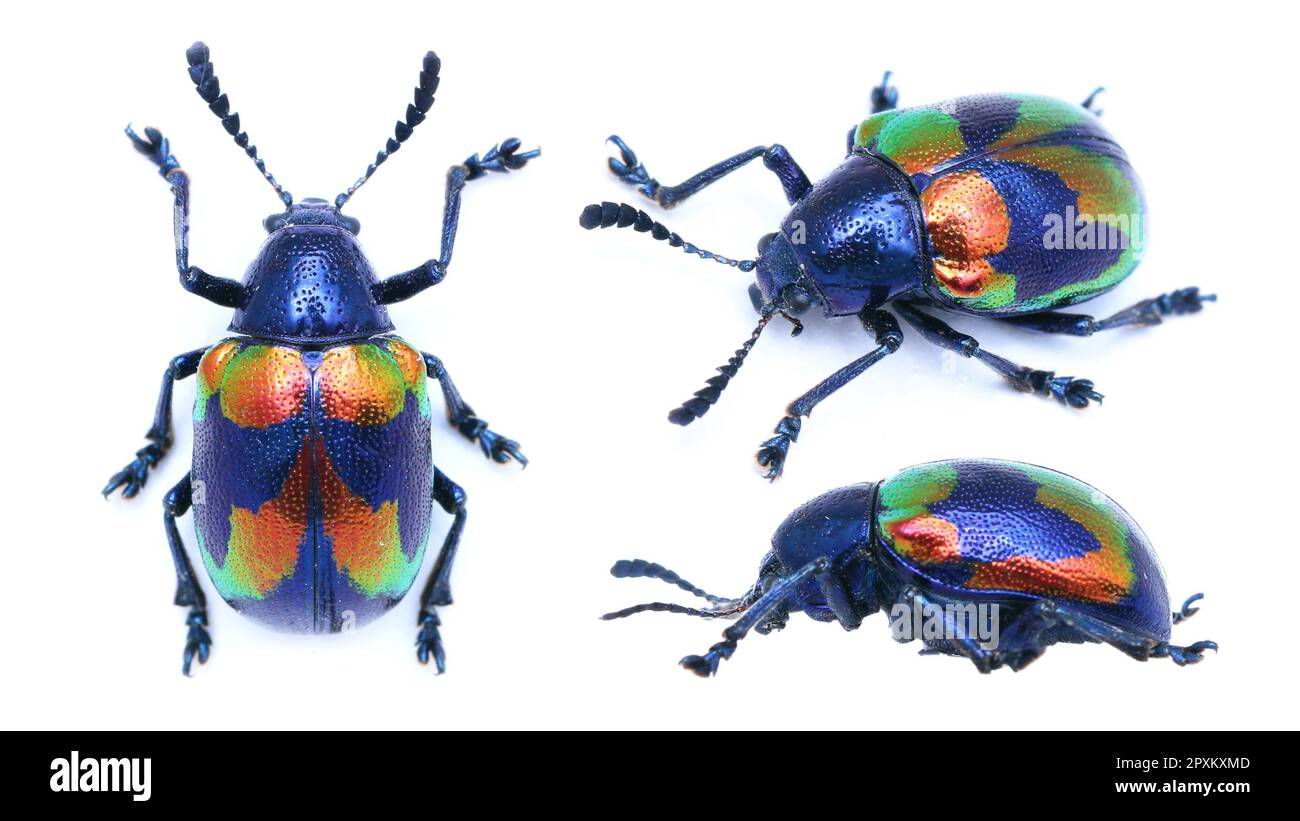 Biodiversity specimen Cut Out Stock Images & Pictures - Alamy