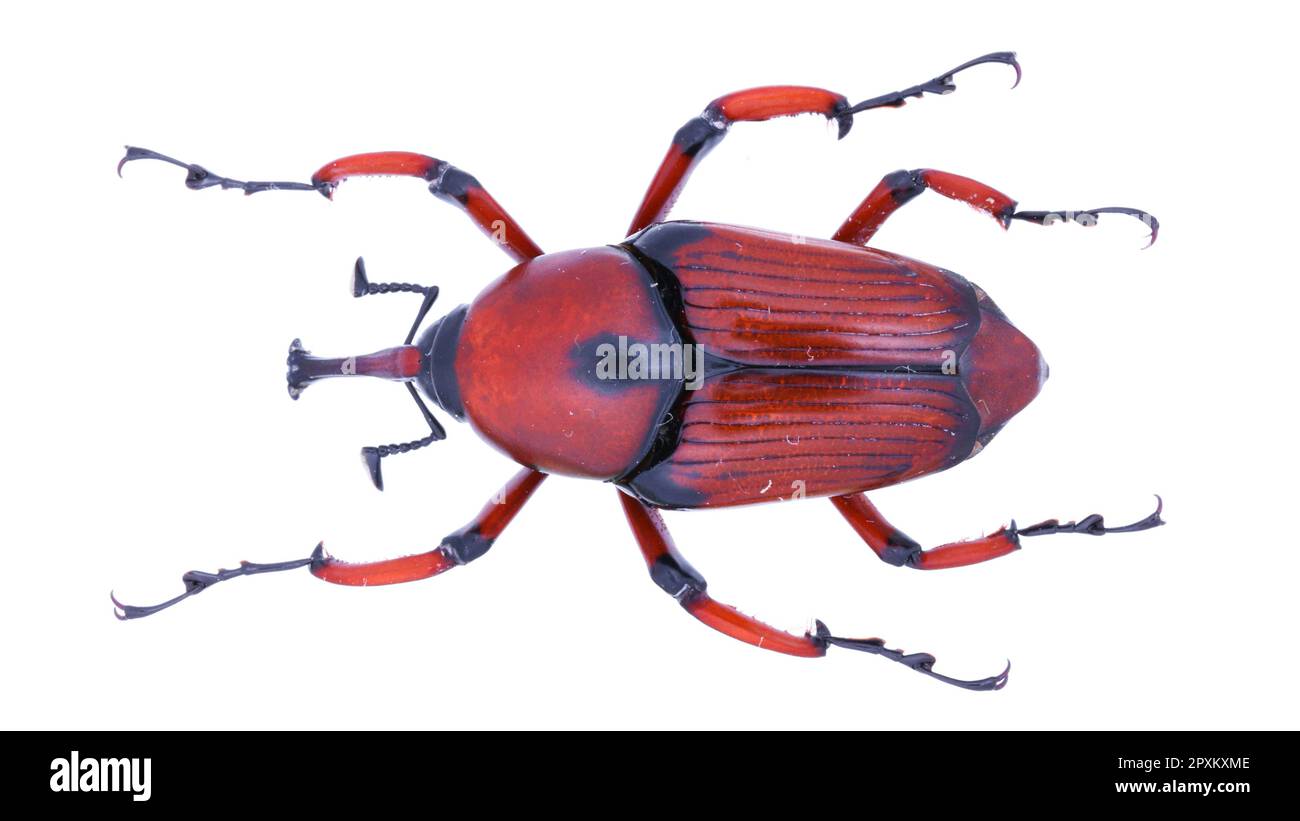 Private collection of beautiful insects Stock Photo - Alamy