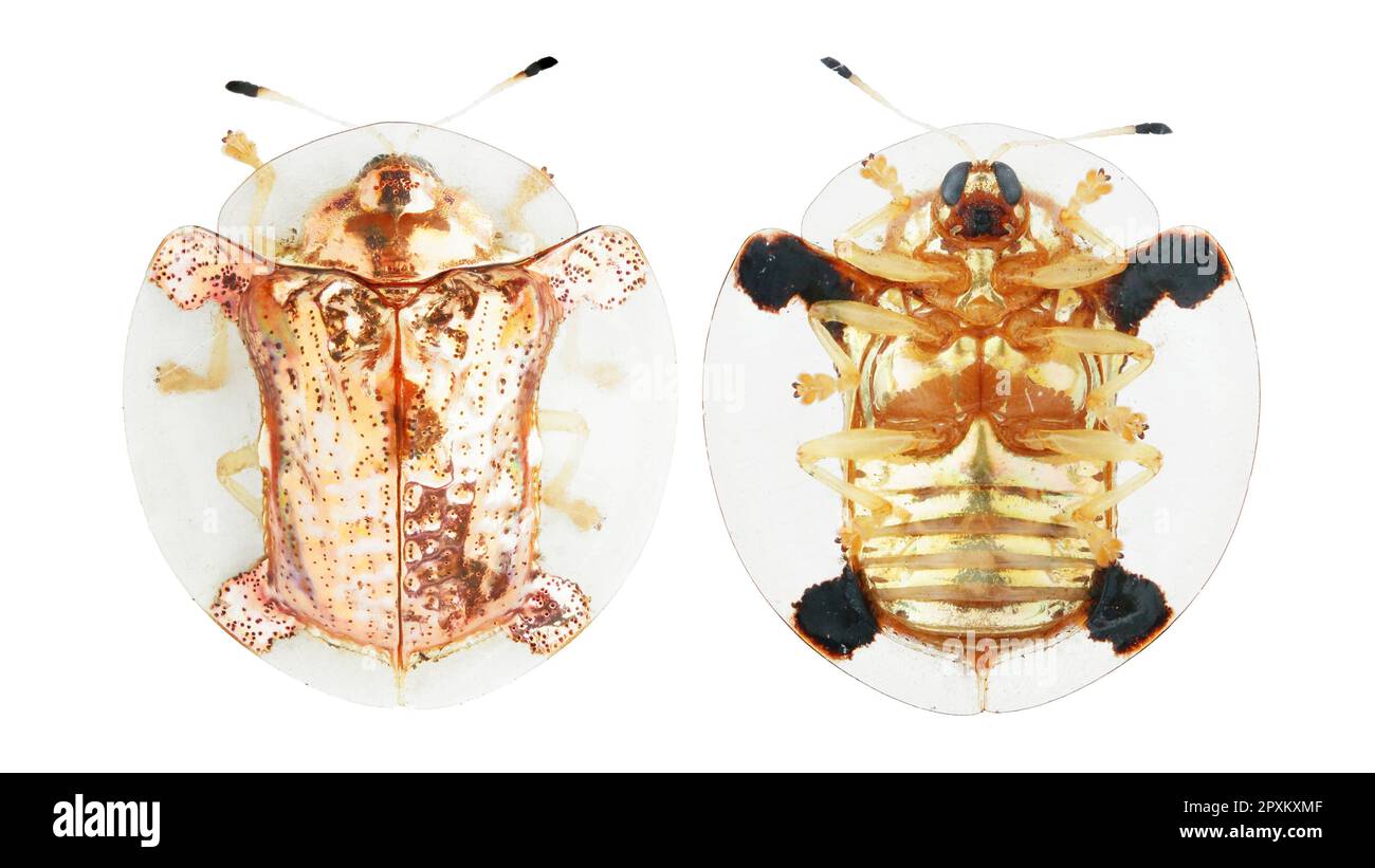 Biodiversity specimen Cut Out Stock Images & Pictures - Alamy