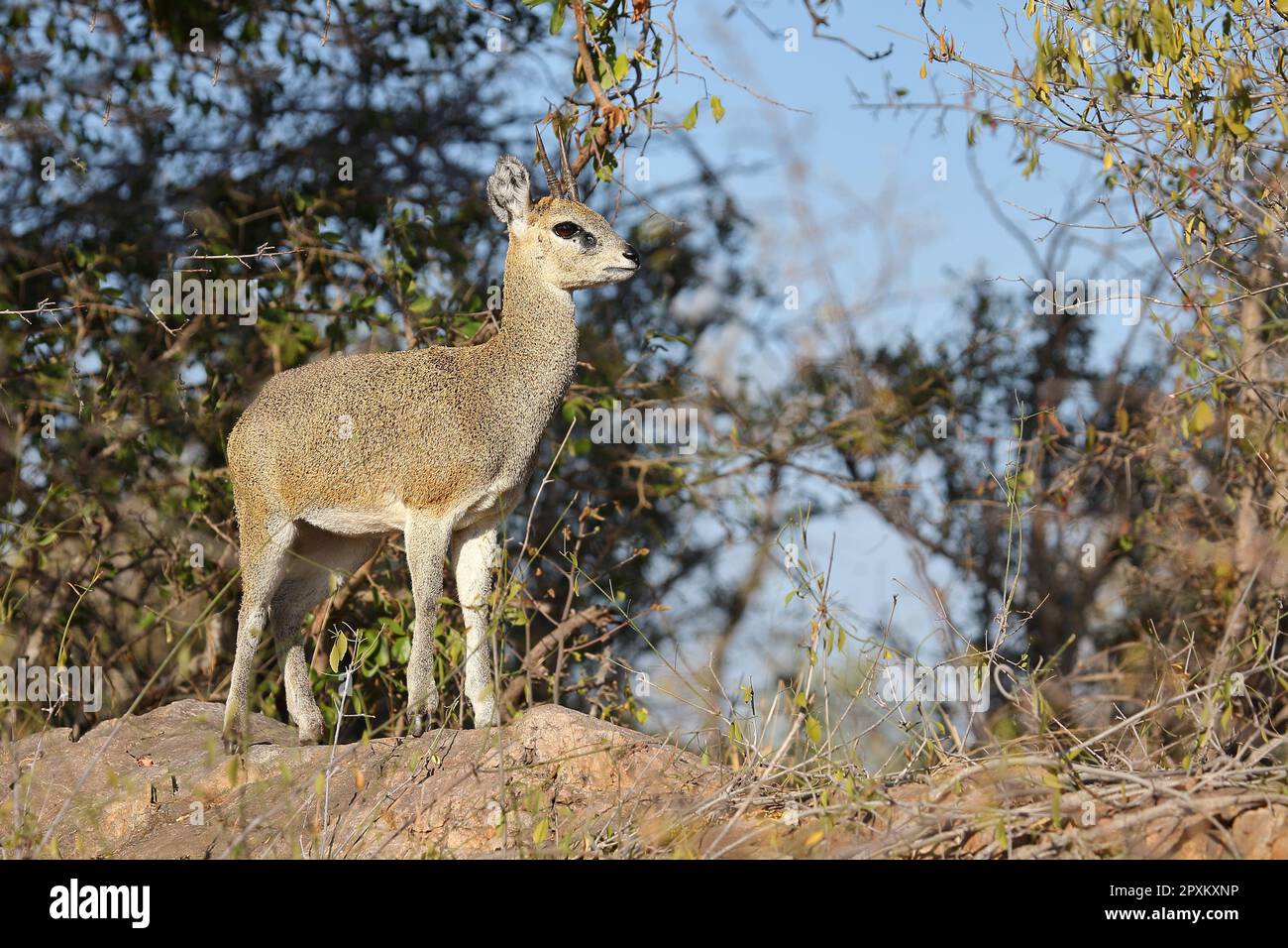Klippspringer oreotragus oreotragus hi-res stock photography and images ...