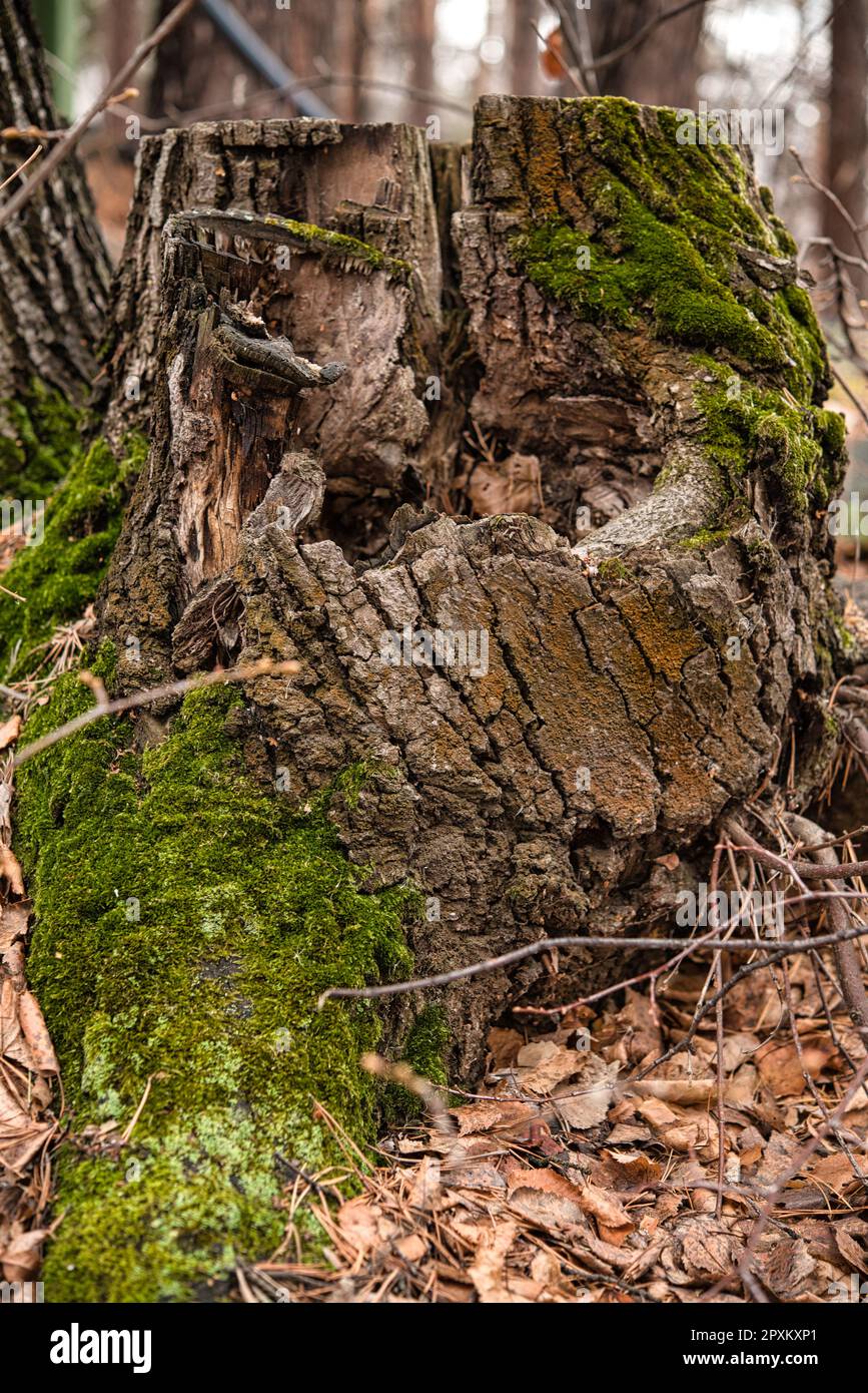 An old rotten stump covered with moss, in the forest, An old tree Stock ...