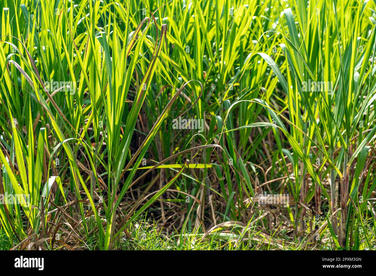 field with green sugar cane plants. High quality photo Stock Photo - Alamy
