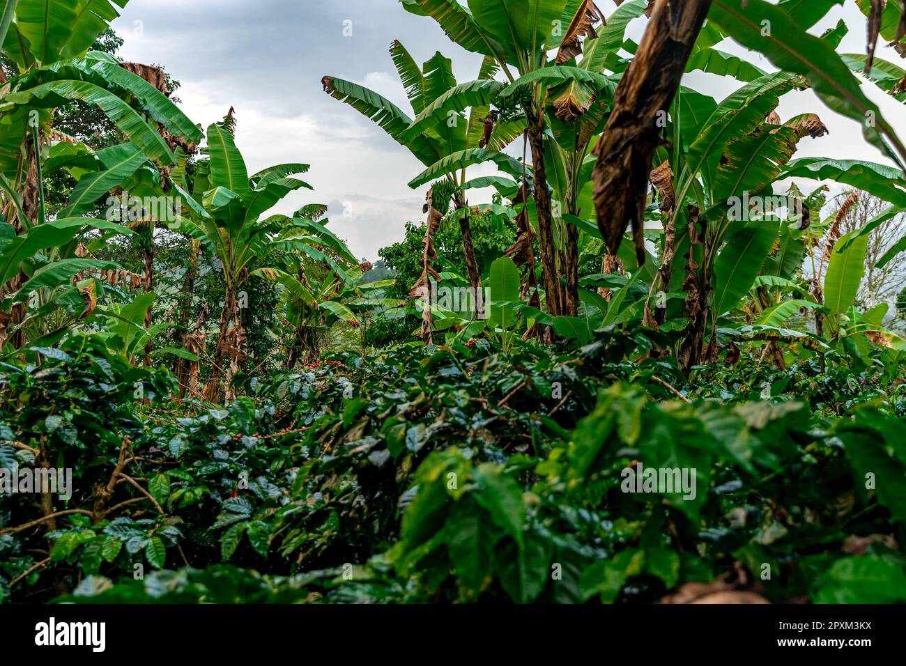 organic coffee plantation in rain forest Stock Photo - Alamy
