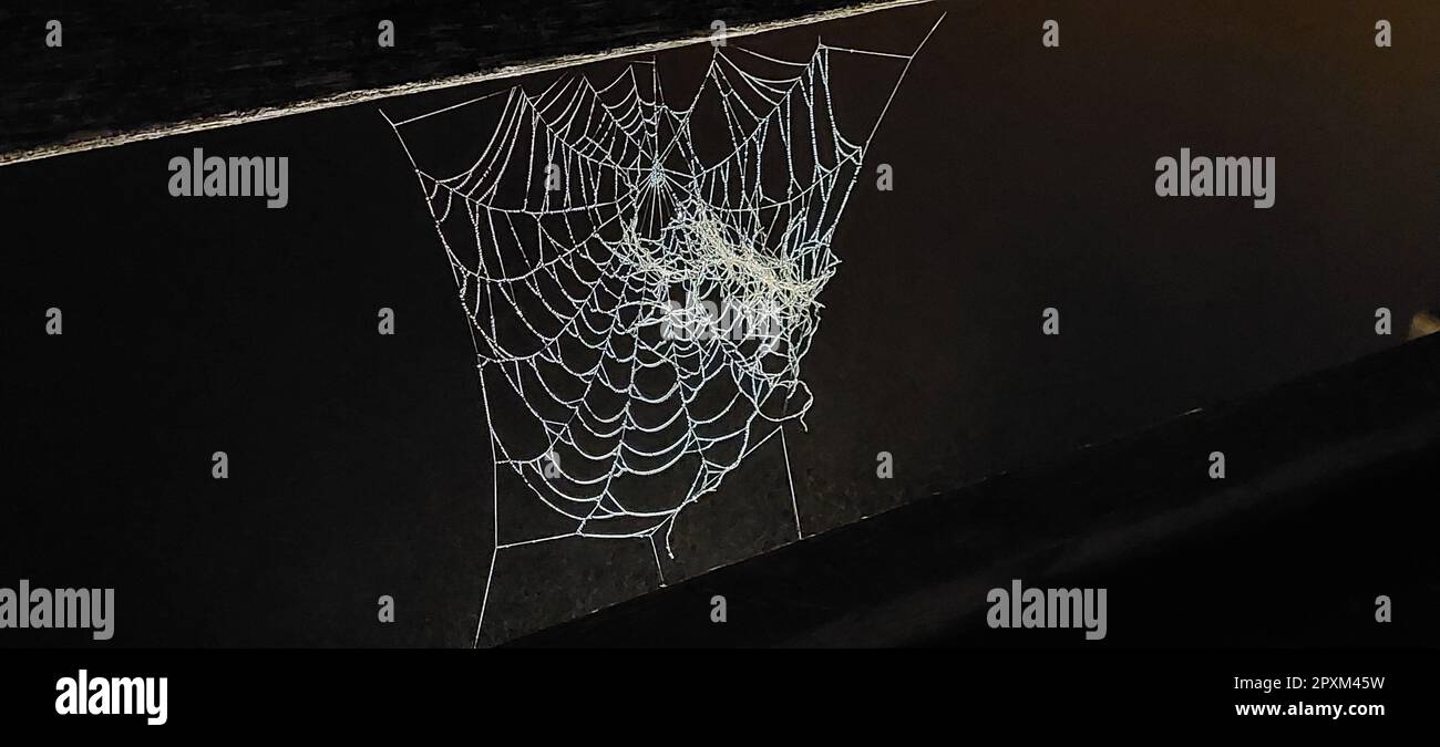 Spider on corner web hi-res stock photography and images - Alamy